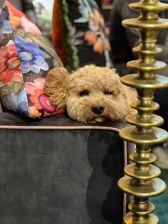 Home Decoration | Papillon Living